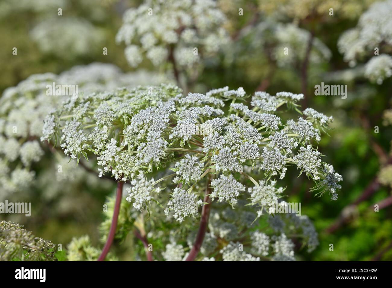 White autumn flowers of of Ligusticopsis wallichiana or Selinum ...