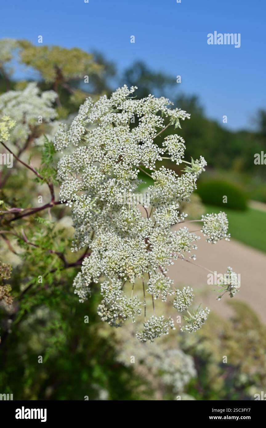 White autumn flowers of of Ligusticopsis wallichiana or Selinum ...
