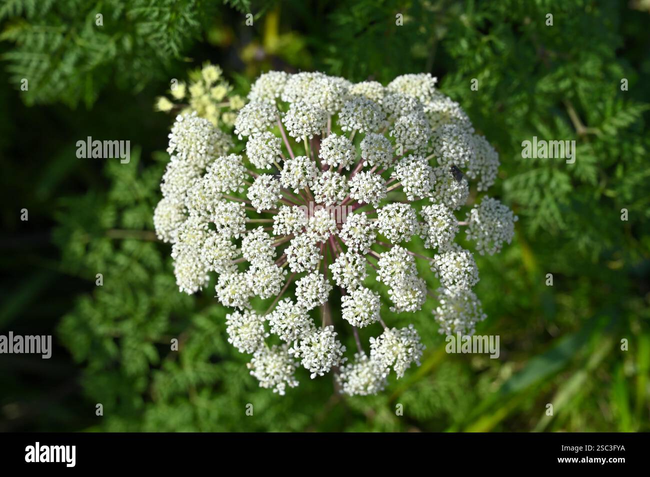 Selinum wallichianum subsp tenifolium hi-res stock photography and ...