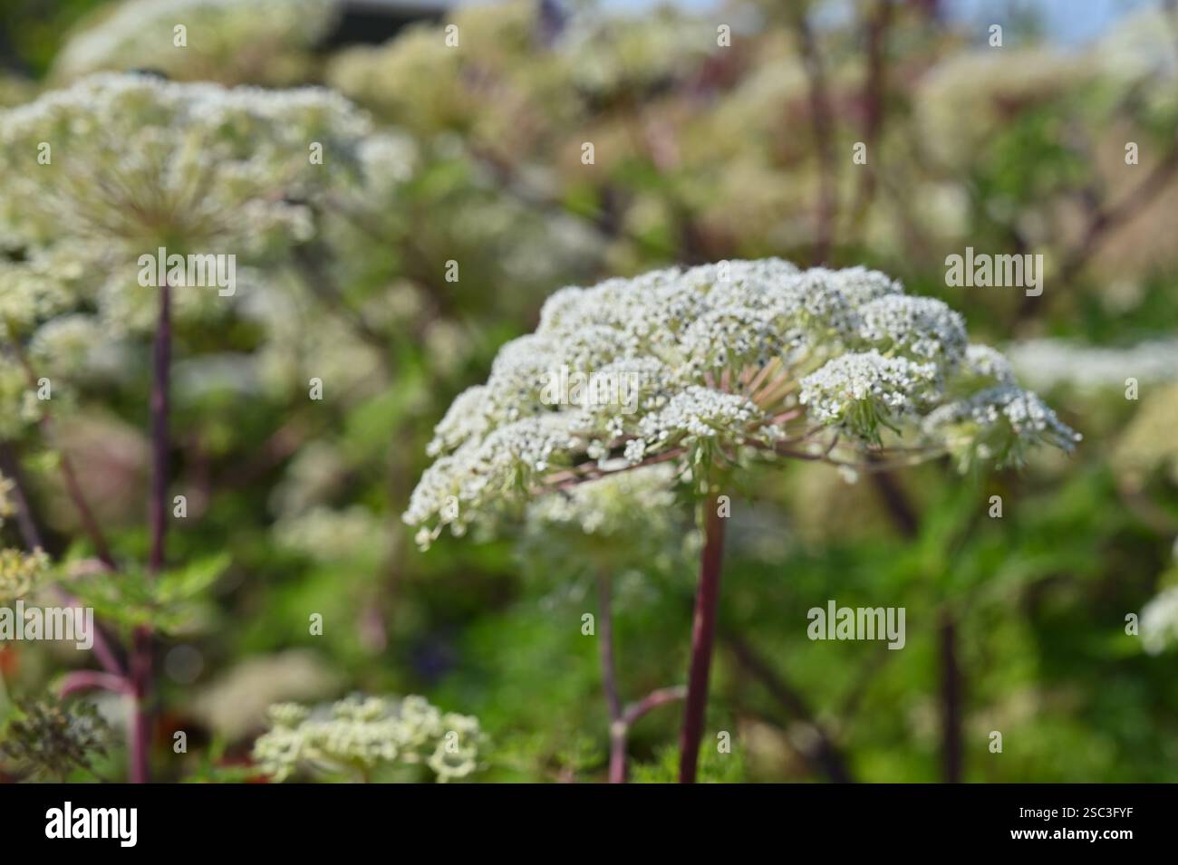 White autumn flowers of of Ligusticopsis wallichiana or Selinum ...