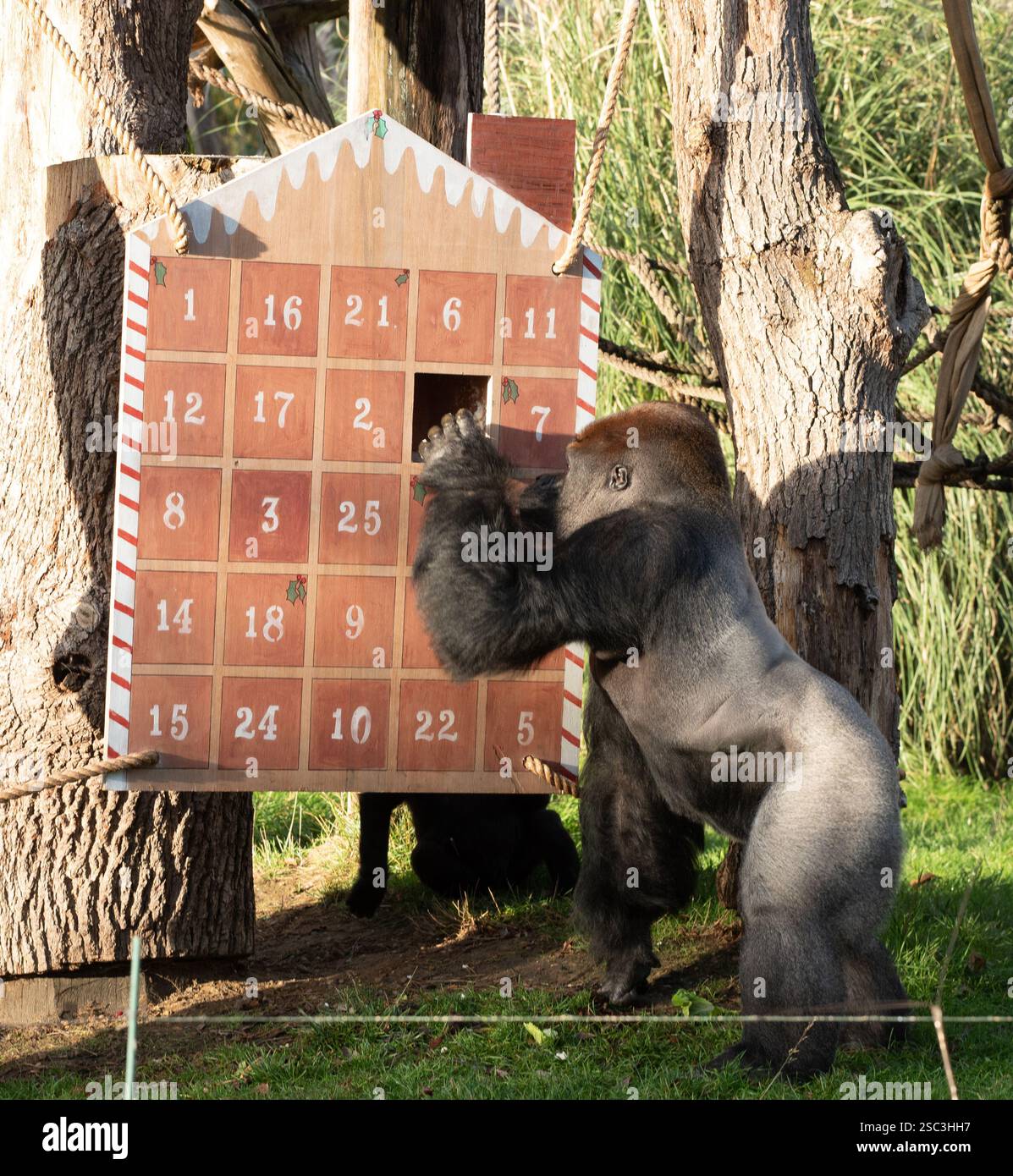 Western Lowland Gorillas celebrate Christmas with a giant advent ...