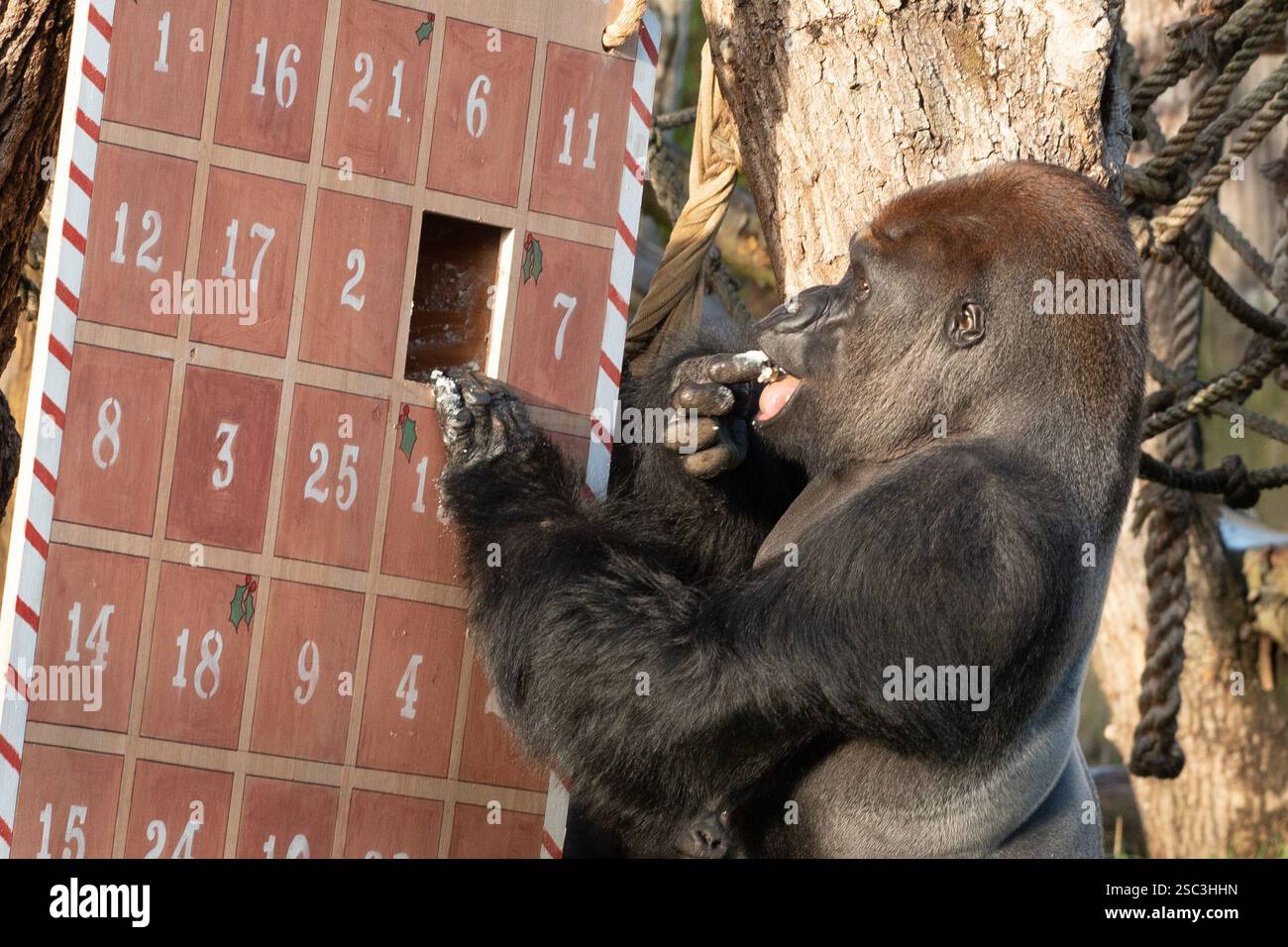 Western Lowland Gorillas celebrate Christmas with a giant advent ...
