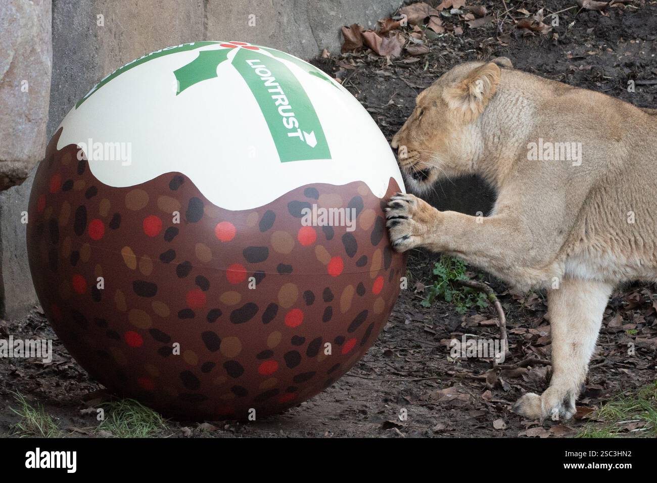 Asiatic lionesses celebrate with a ‘Christmas pudding’, a giant ball ...