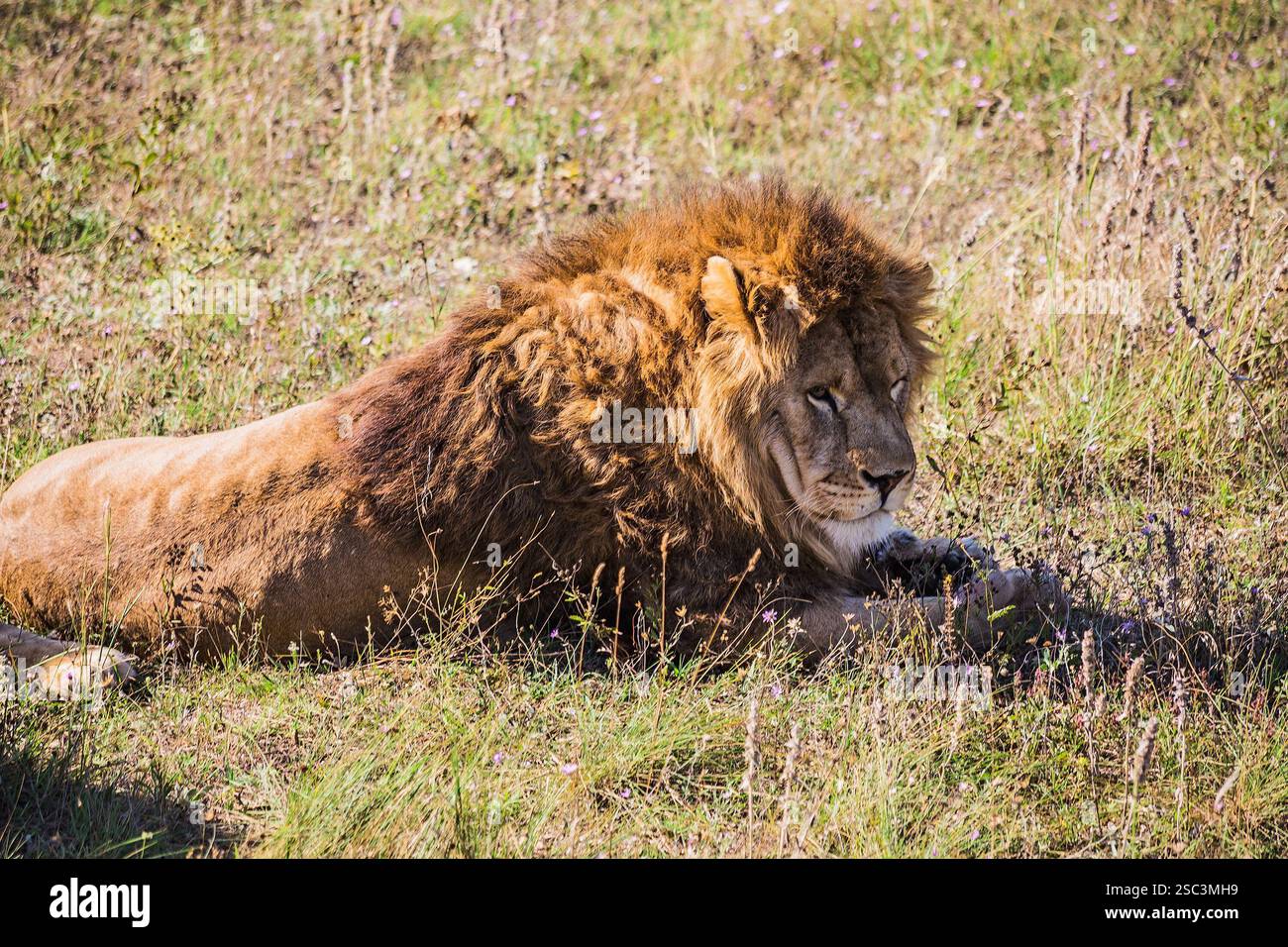 Lion Pride in nature safari park "Taigan" Belogorsk Crimea Stock Photo ...