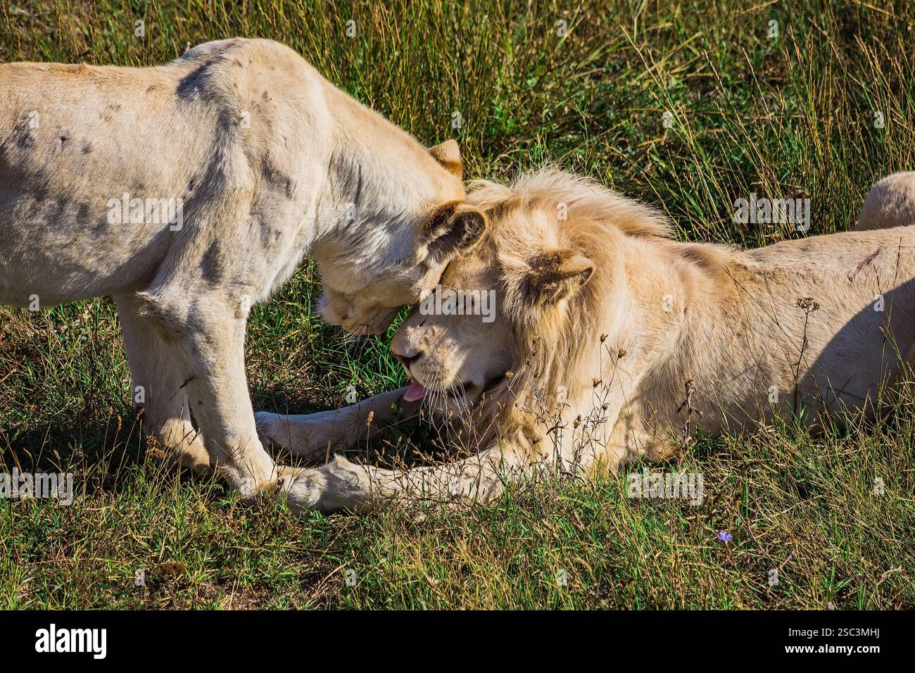 Lion Pride in nature safari park "Taigan" Belogorsk Crimea Stock Photo ...