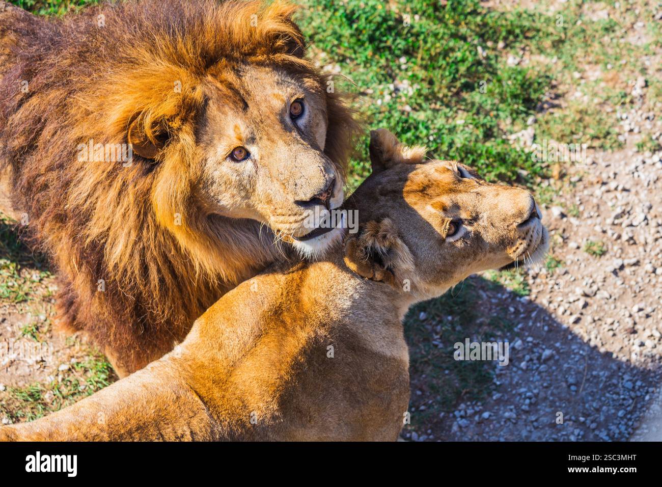 Lion Pride in nature safari park "Taigan" Belogorsk Crimea Stock Photo ...