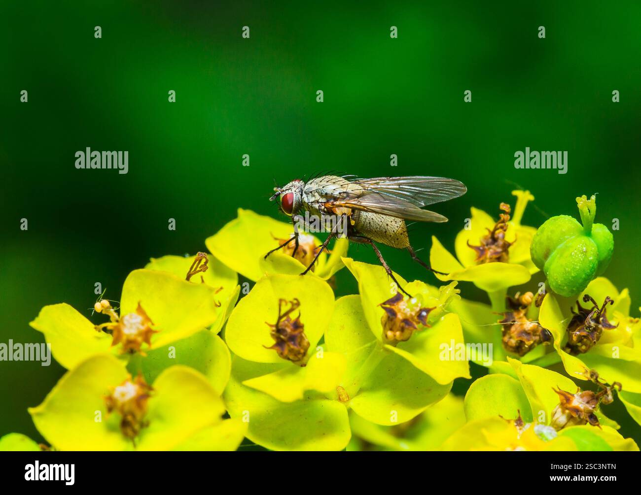 Insect biology hi-res stock photography and images - Alamy