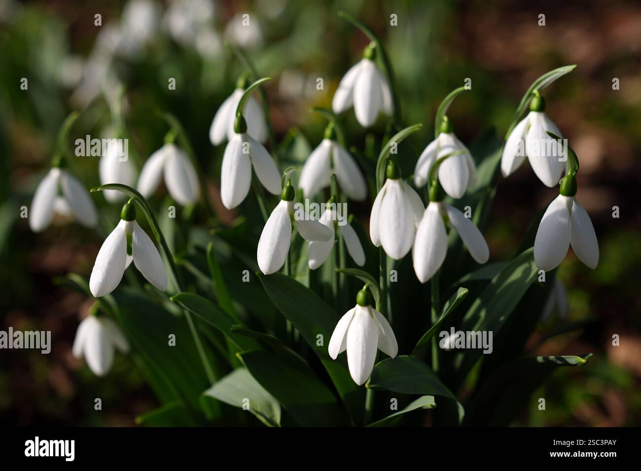 Snowdrops in flower at the National Trust's Anglesey Abbey in Lode ...