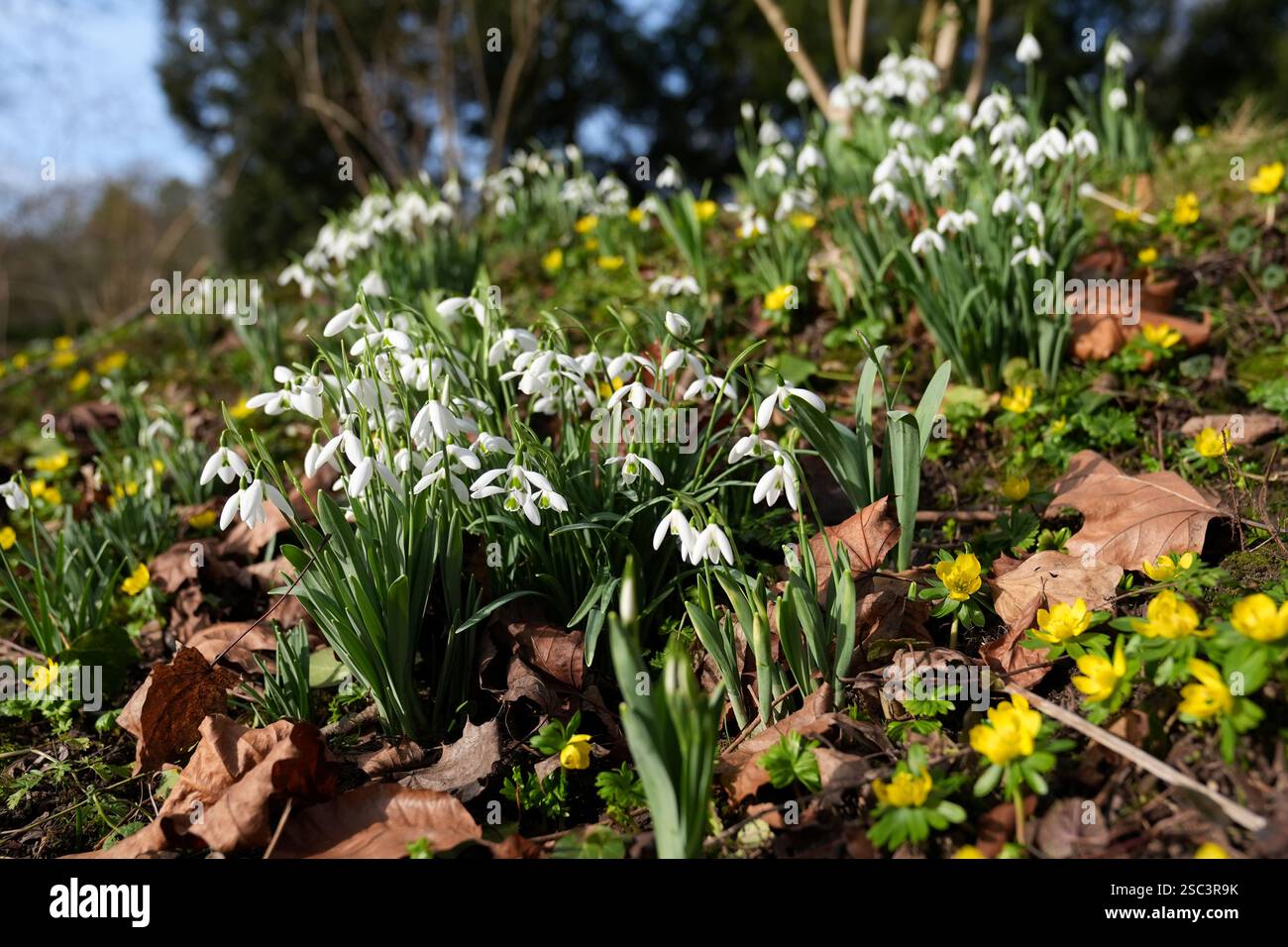 Snowdrops and aconites in flower at the National Trust's Anglesey Abbey ...