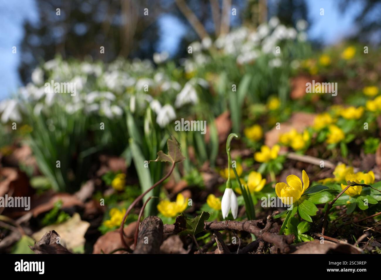 Snowdrops and aconites in flower at the National Trust's Anglesey Abbey ...