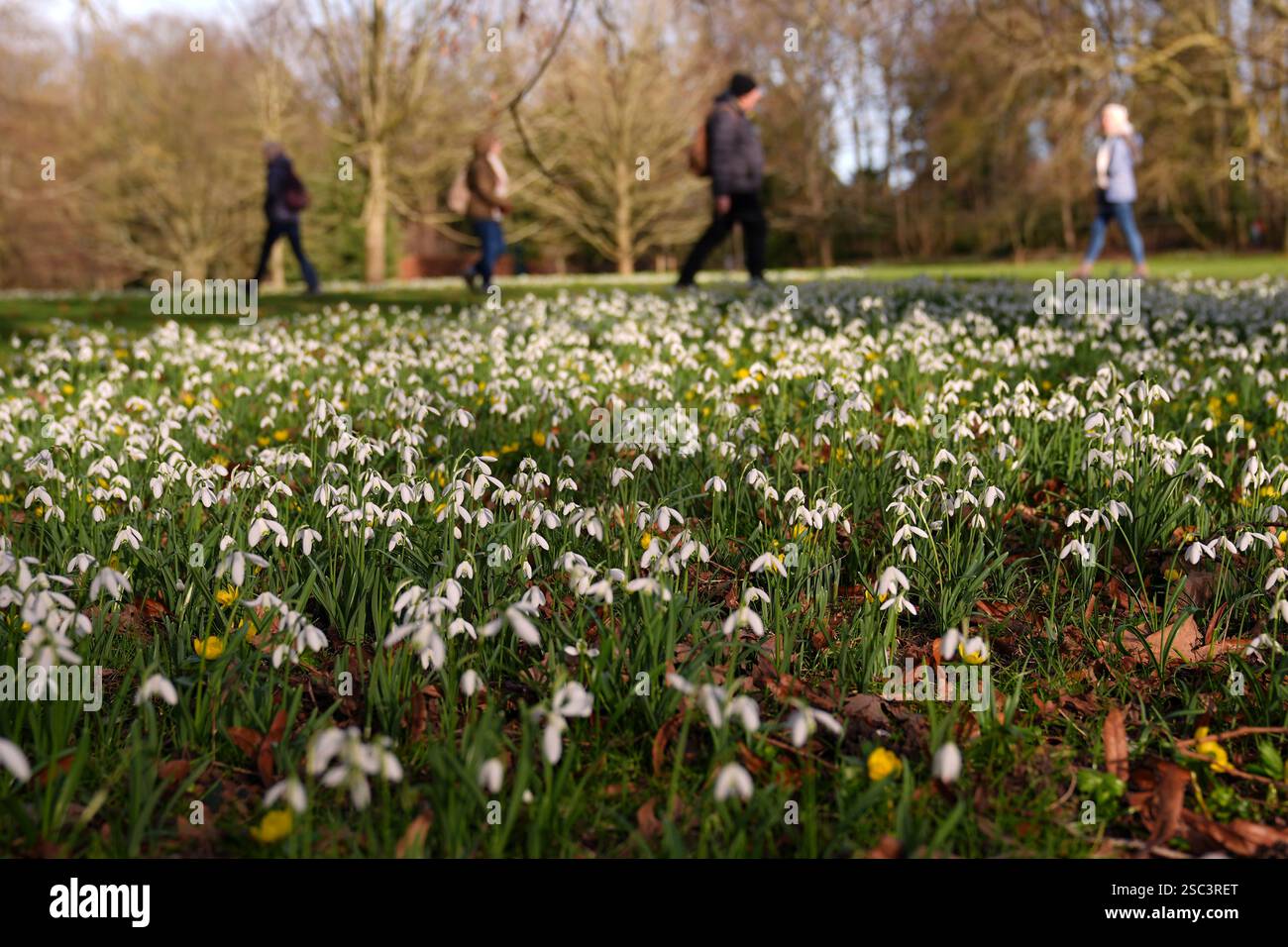 Snowdrops in flower at the National Trust's Anglesey Abbey in Lode ...