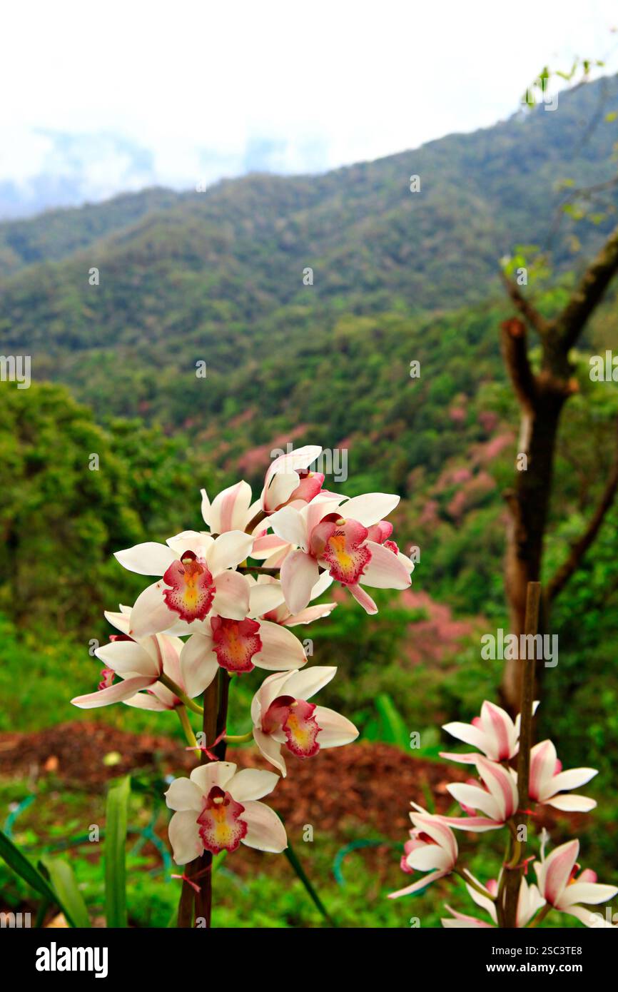 Close up white wild orchid in forest landscape background Stock Photo ...
