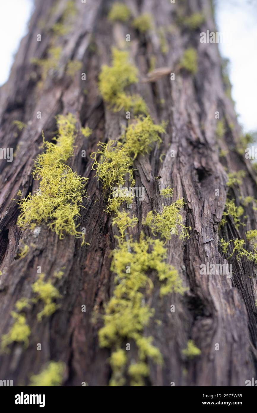 Moss mickey ling fan lee hi-res stock photography and images - Alamy