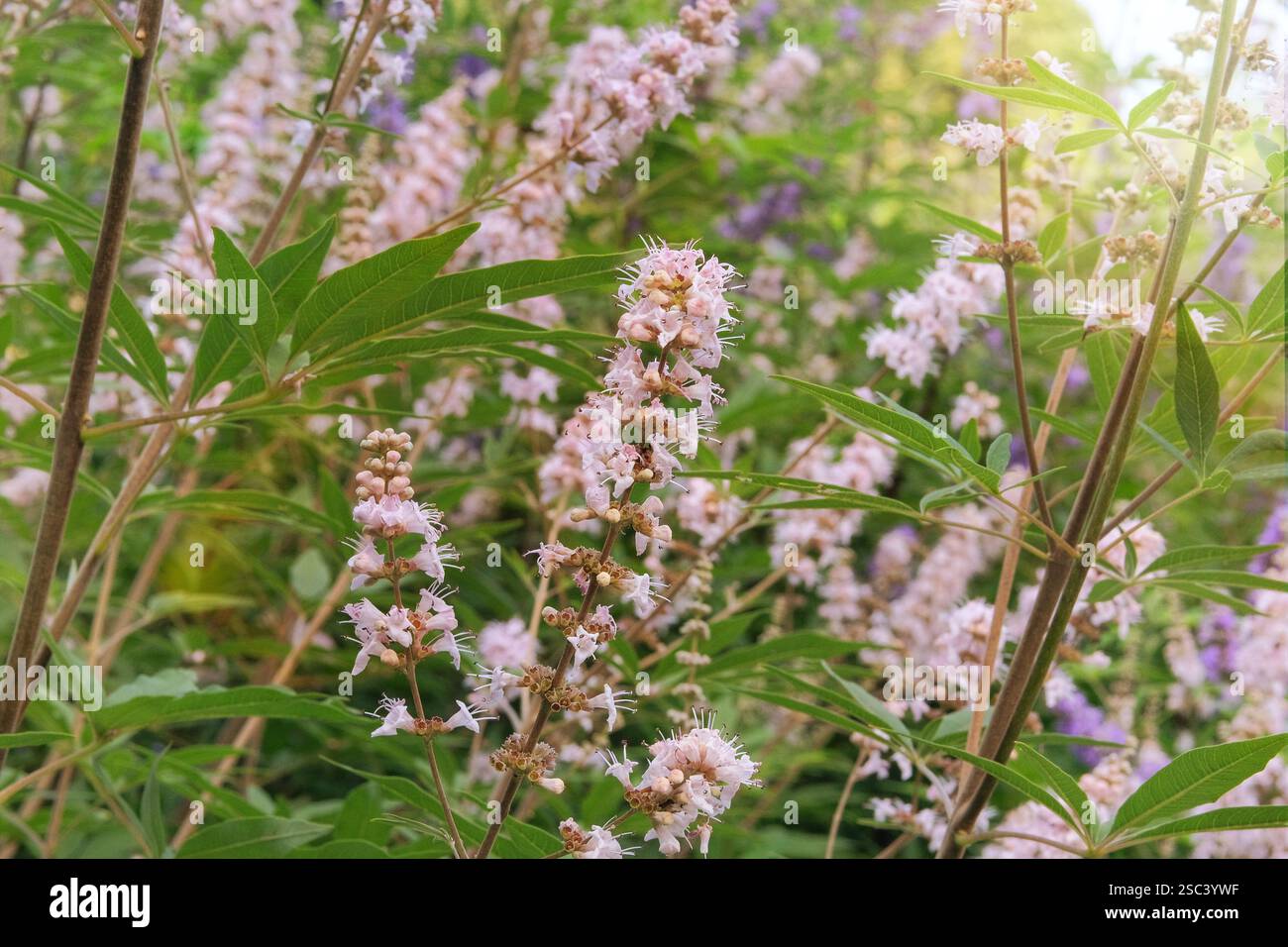 Vitex canabifolia grown in a rustic farm garden. Alpine grassland ...