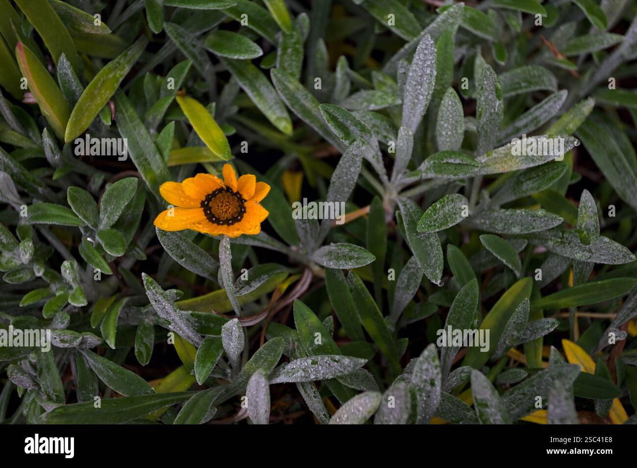 Heliantus in bloom in a bush seen up close Stock Photo - Alamy