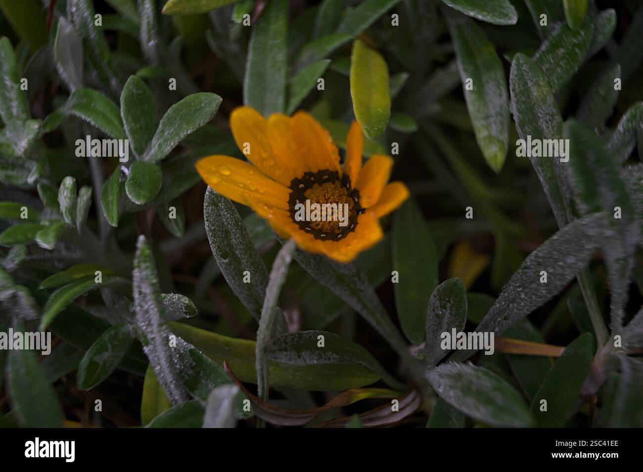 Heliantus in bloom in a bush seen up close Stock Photo - Alamy
