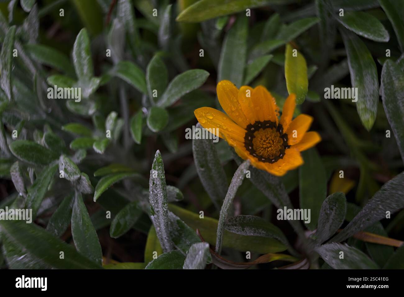 Heliantus in bloom in a bush seen up close Stock Photo - Alamy