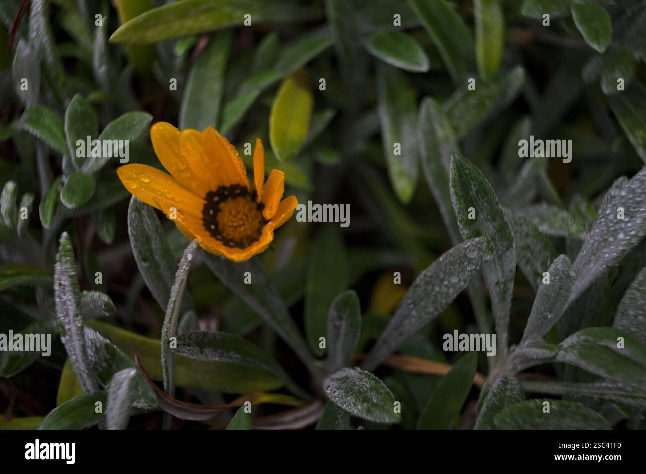 Heliantus in bloom in a bush seen up close Stock Photo - Alamy