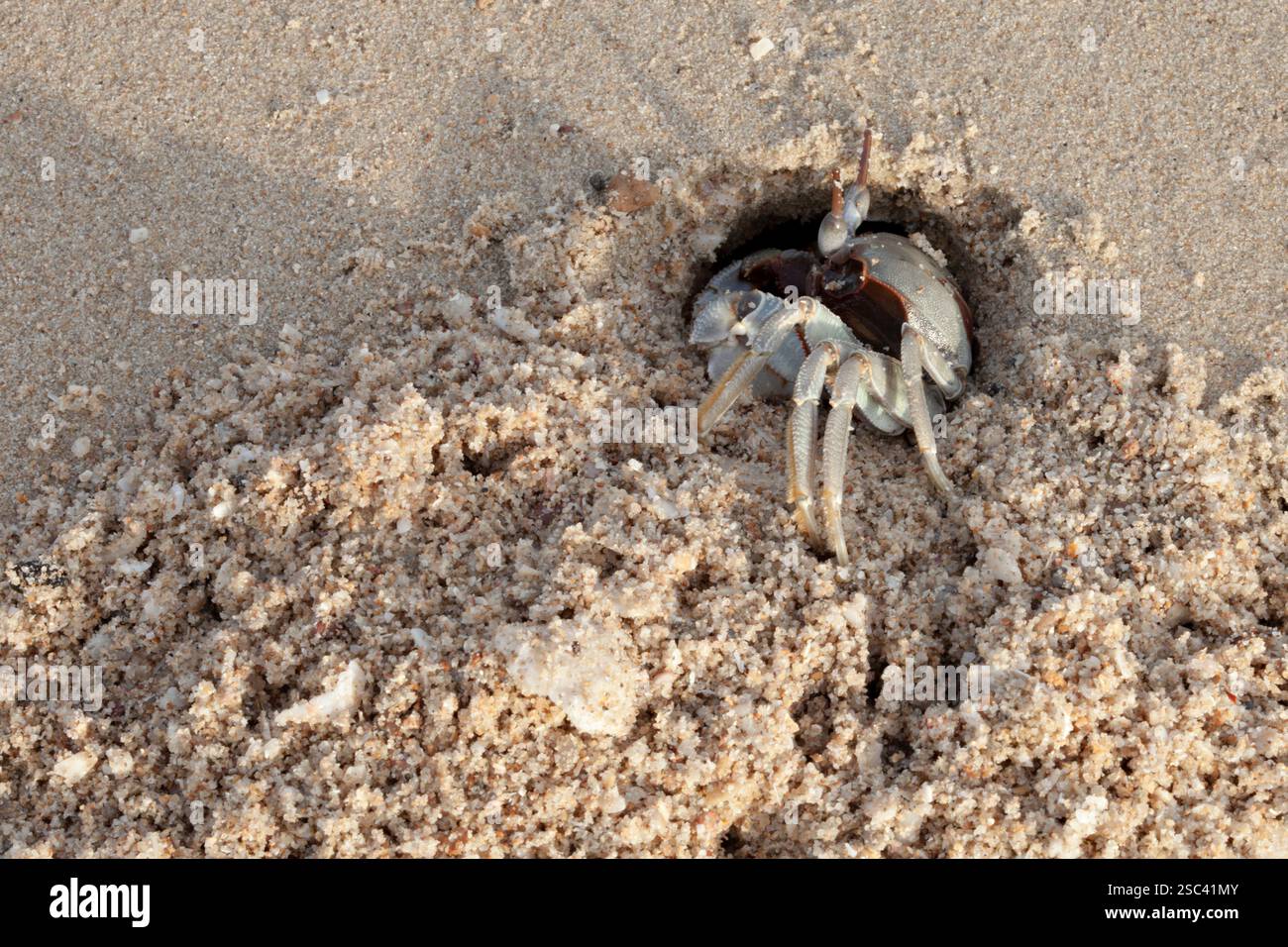 Ocypode ceratophthalmus digging sand hi-res stock photography and ...