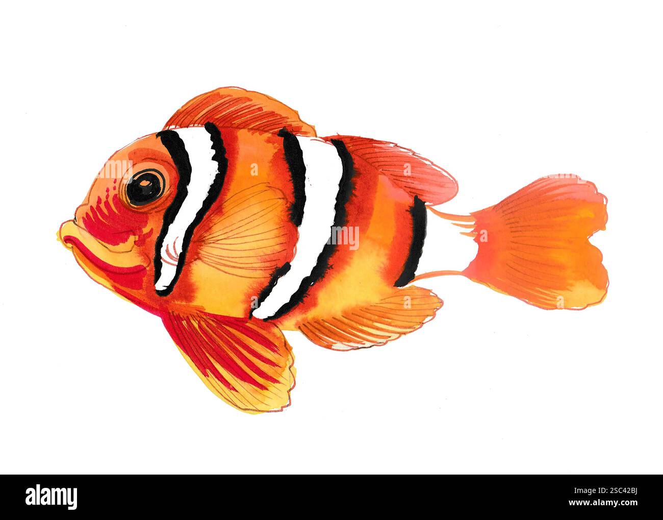 Clown fish. Hand drawn watercolour illustration Stock Photo - Alamy