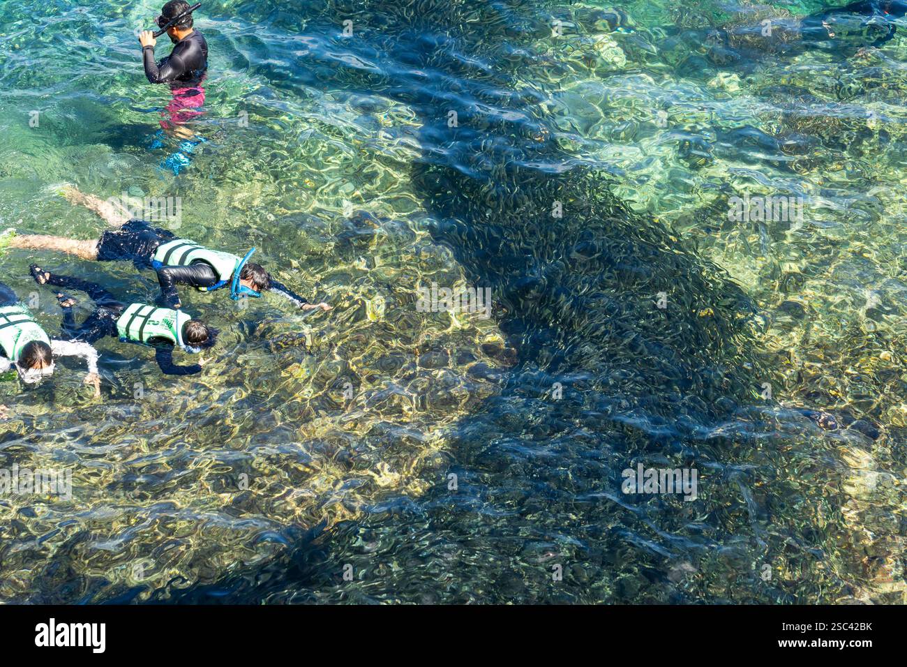 People are swimming with the school of sardines at Napaling Reef in ...