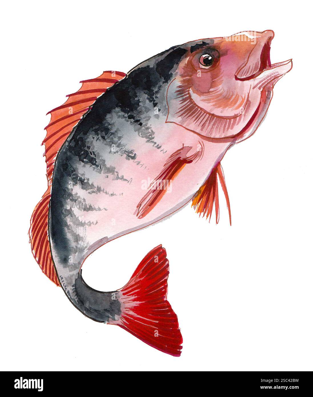 Leaping fish. Hand drawn watercolour illustration Stock Photo - Alamy