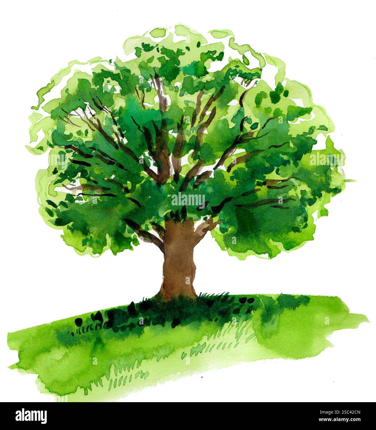 Green tree. Hand drawn watercolour illustration Stock Photo - Alamy