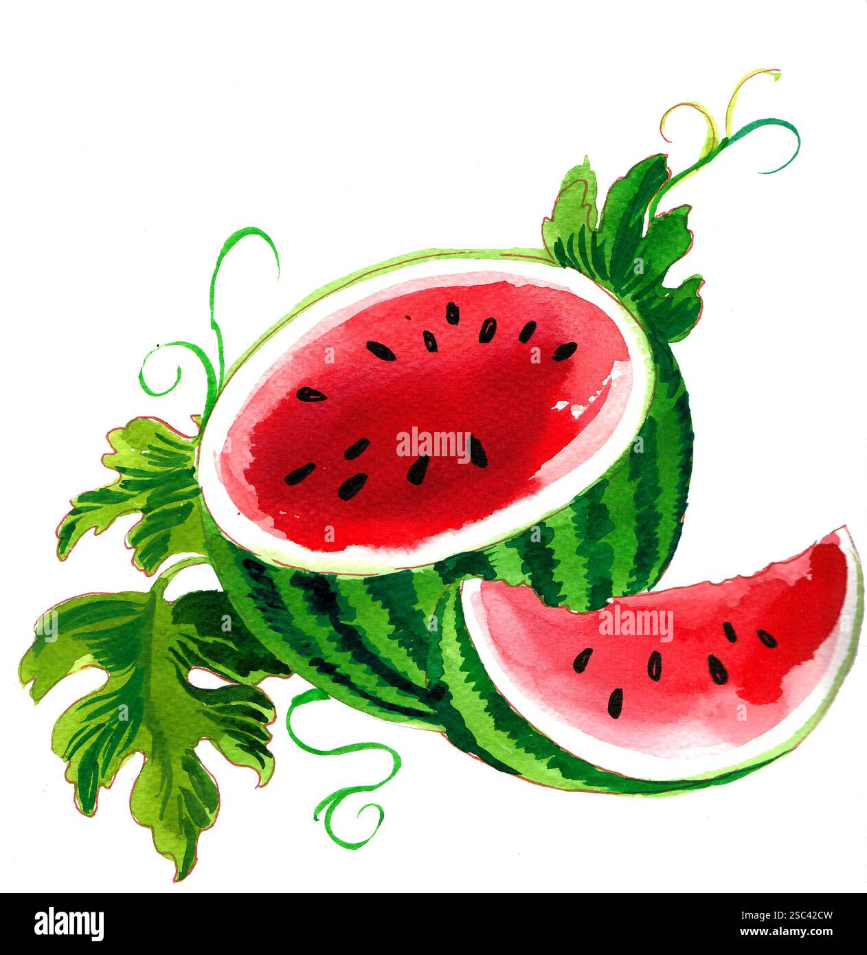 Watermelon. Hand drawn watercolour illustration Stock Photo - Alamy
