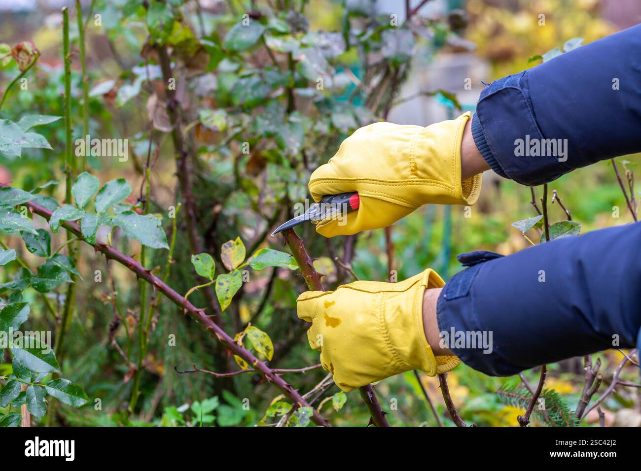 Pruning rose bushes in the fall. Garden work. The pruner in the hands ...