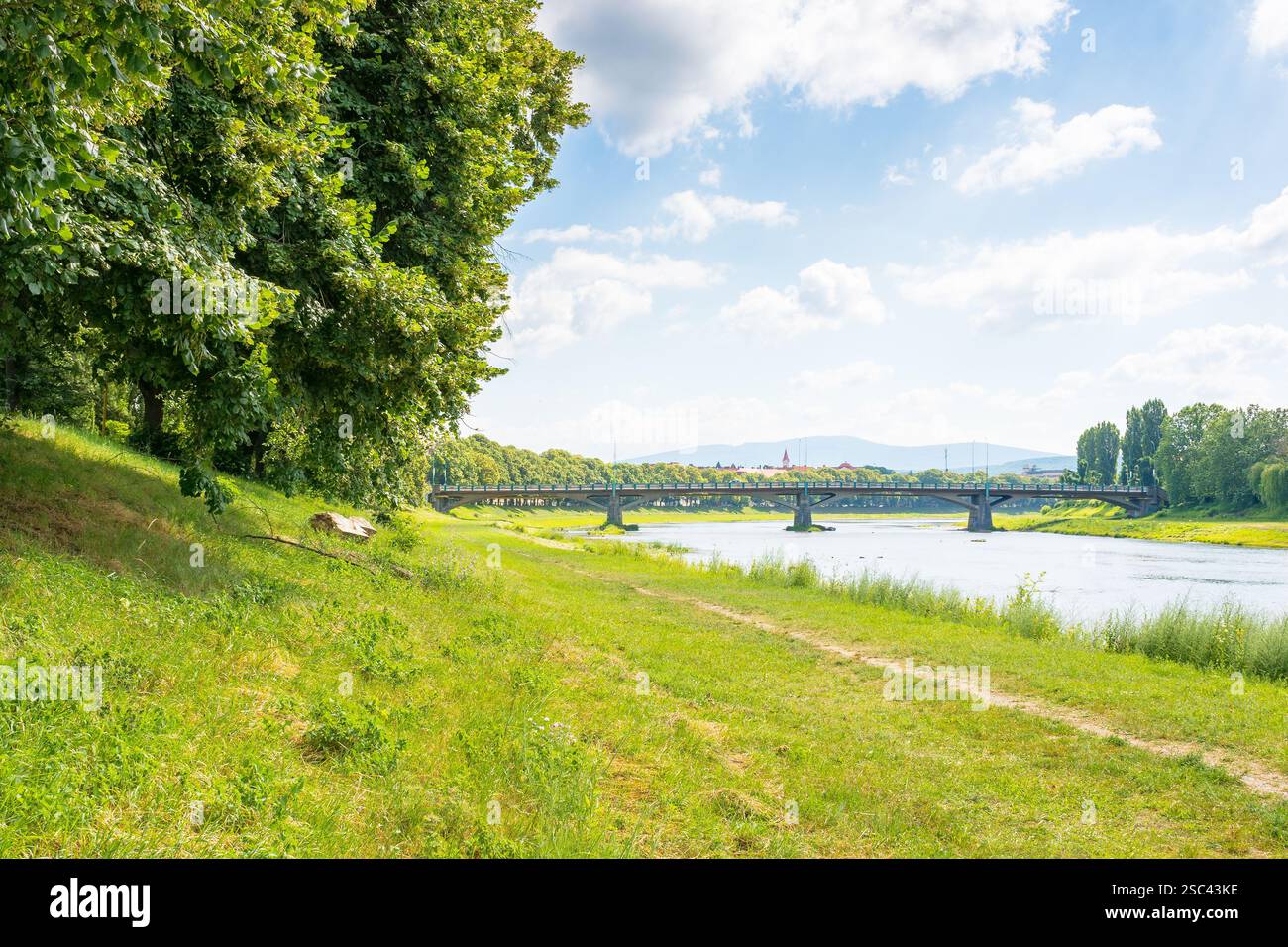 embankment with linden trees in blossom. scenery by the river uzh on a ...