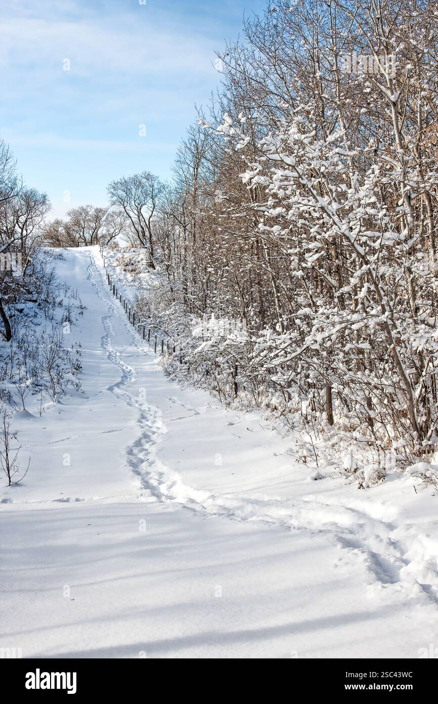 A snow covered path in the woods. The path is covered in snow and has ...