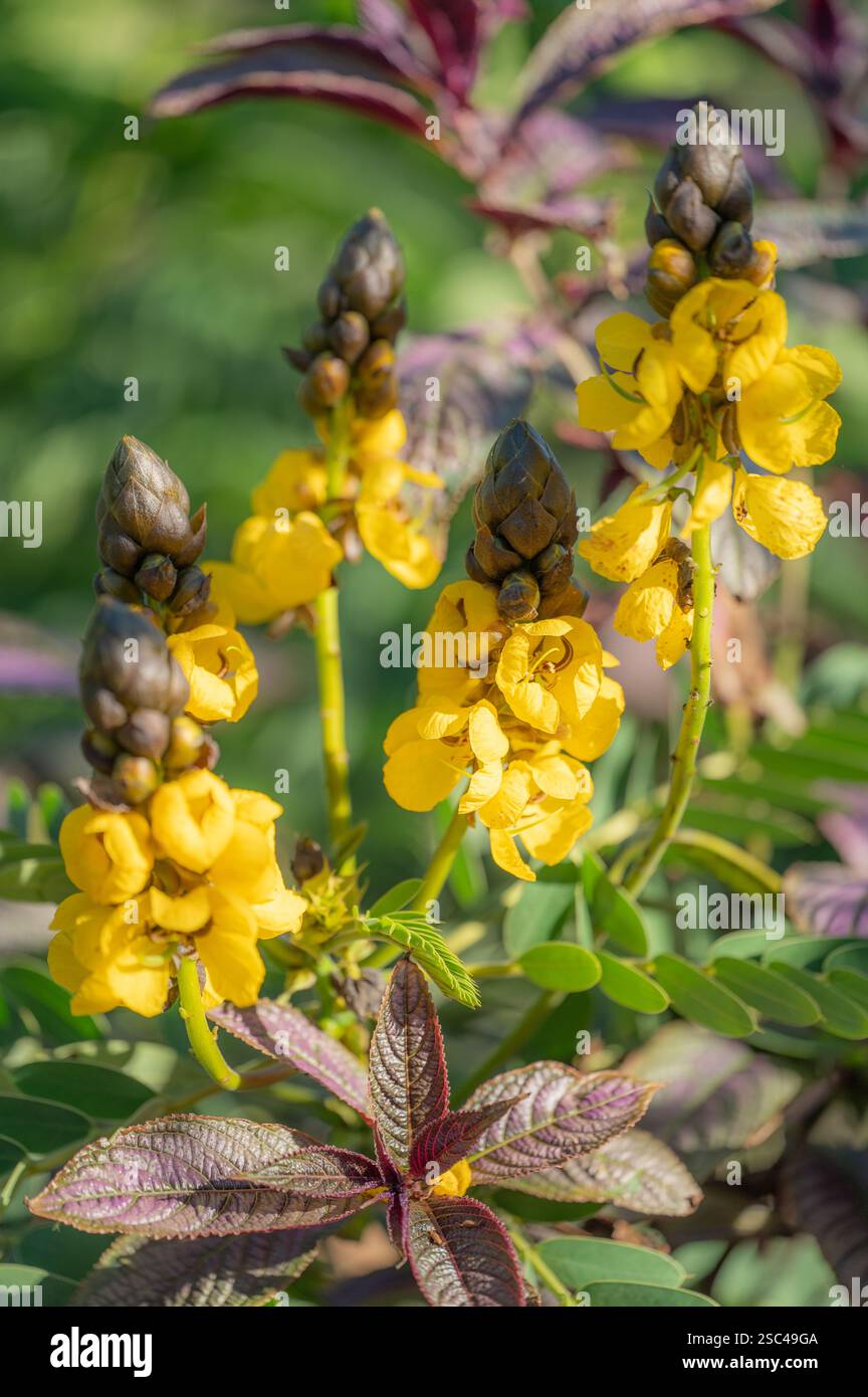 A Candelabra tree, Senna didymobotrya, flowering in a winter garden in ...