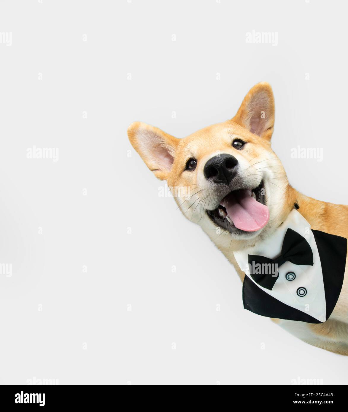 Portrait elegant and happy shiba inu puppy dog peeking out from behind ...