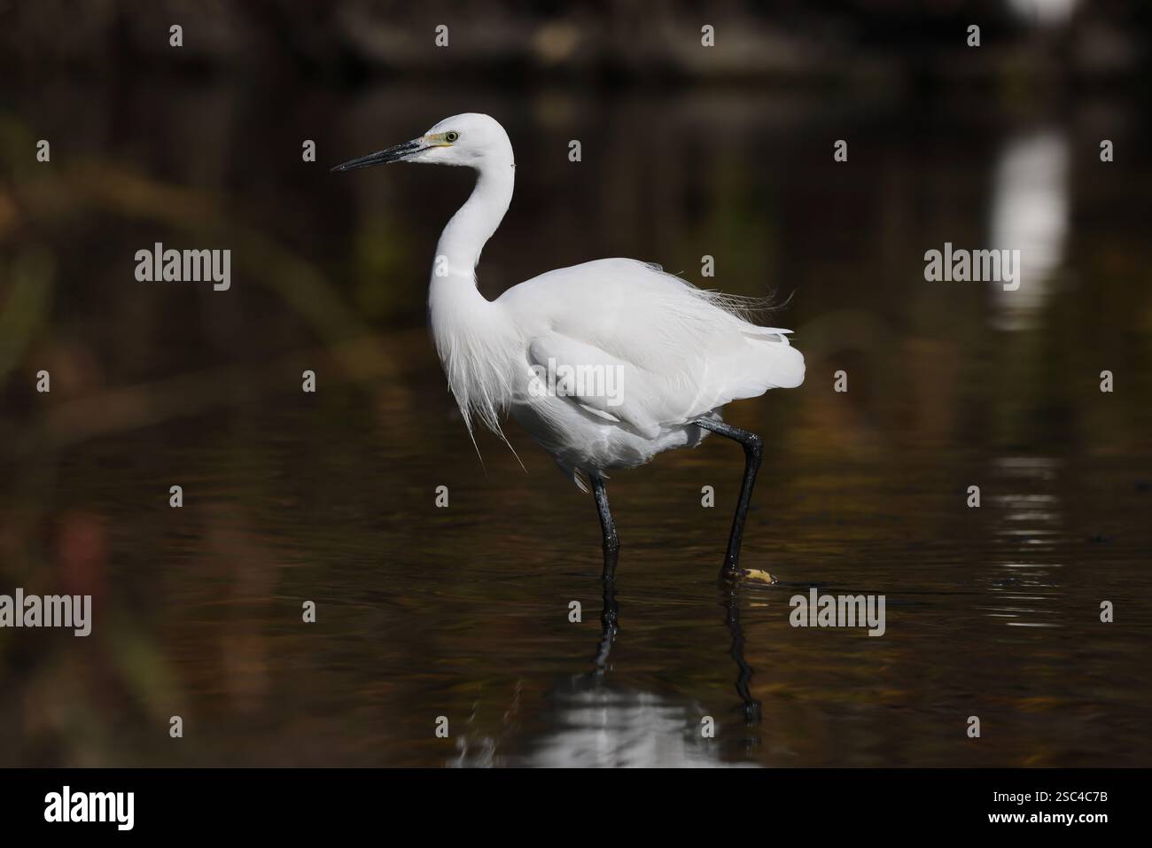 Little egret (Egretta garzetta) in Japan Stock Photo - Alamy