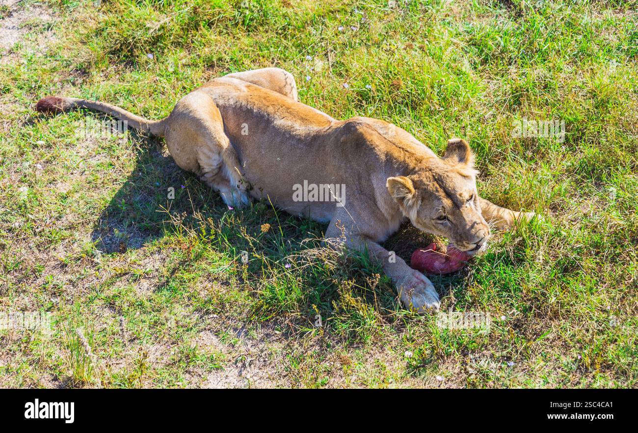 Lion Pride in nature safari park "Taigan" Belogorsk Crimea Stock Photo ...