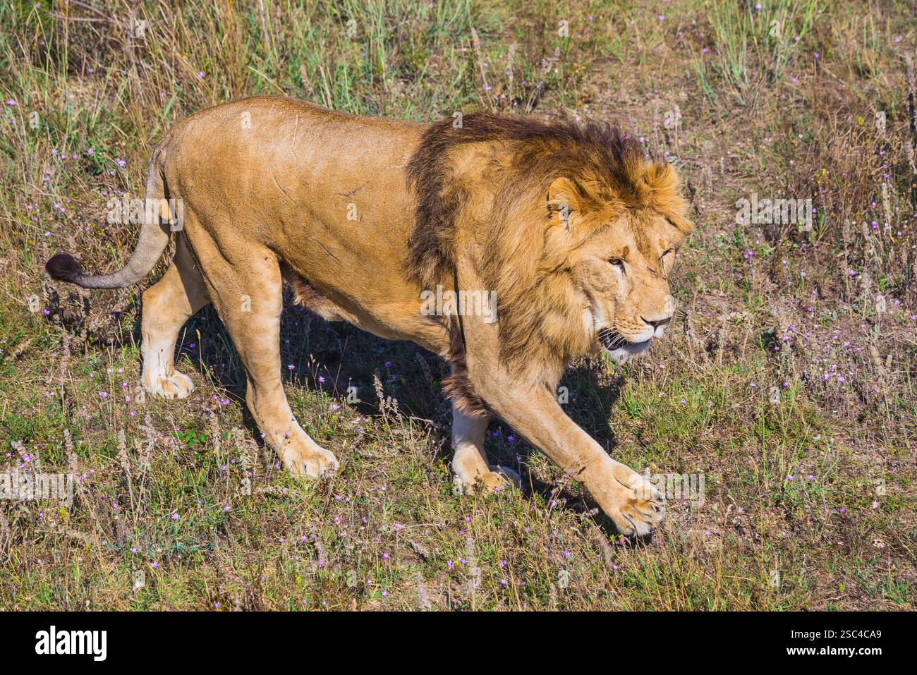 Lion Pride in nature safari park "Taigan" Belogorsk Crimea Stock Photo ...