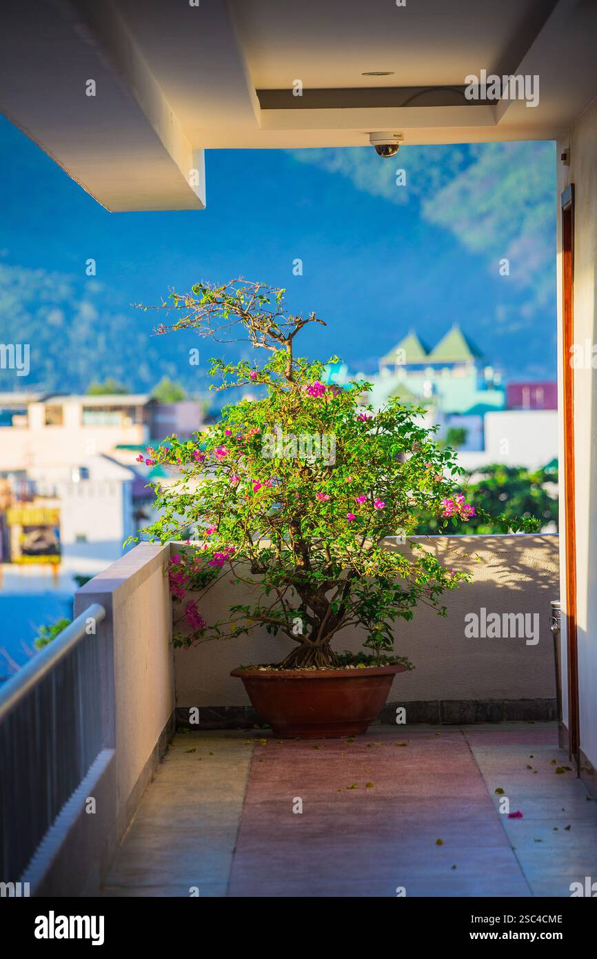 bonsai in a pot on the terrace Stock Photo - Alamy