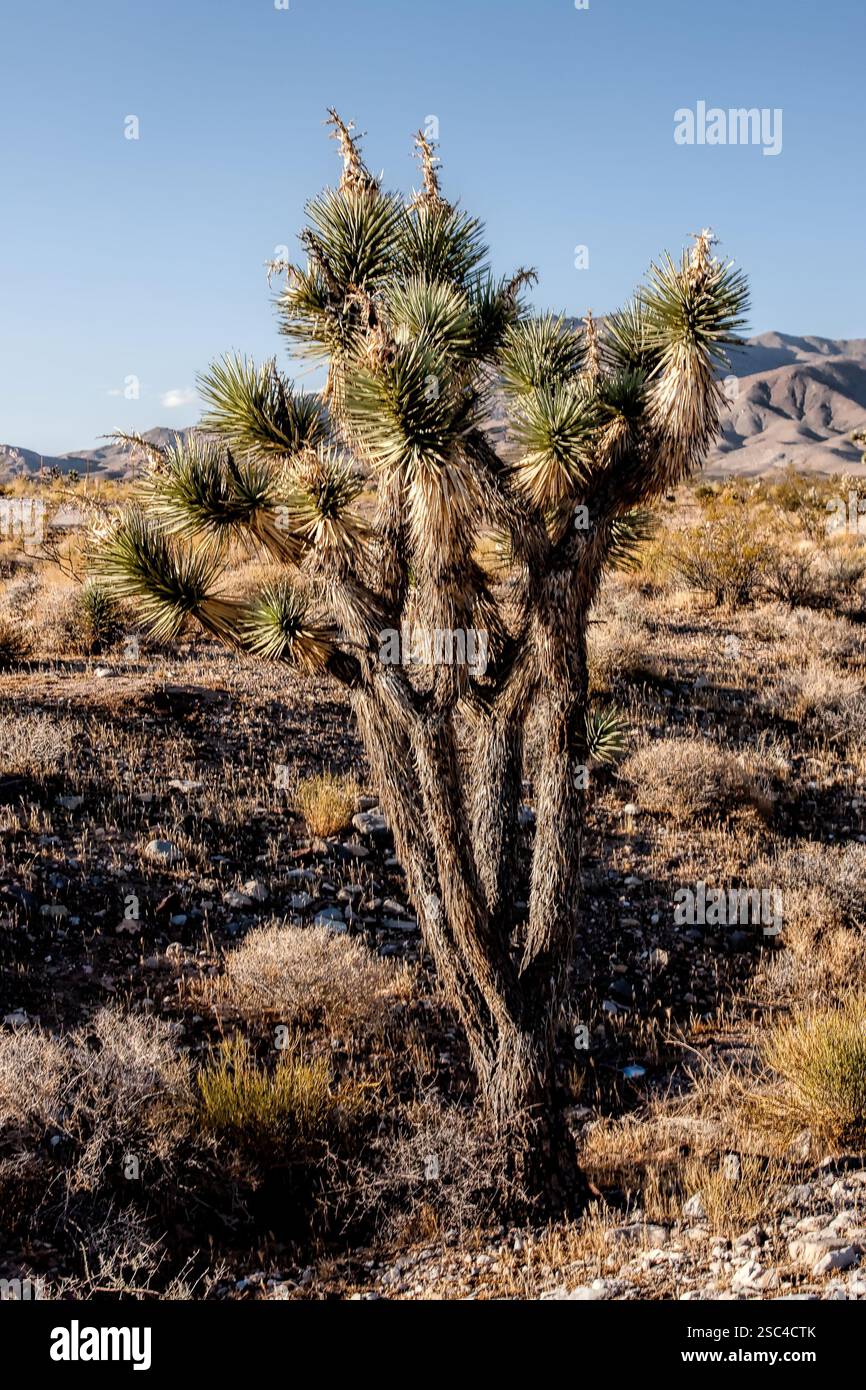 A tree with brown leaves is in a desert. The tree is tall and has a ...