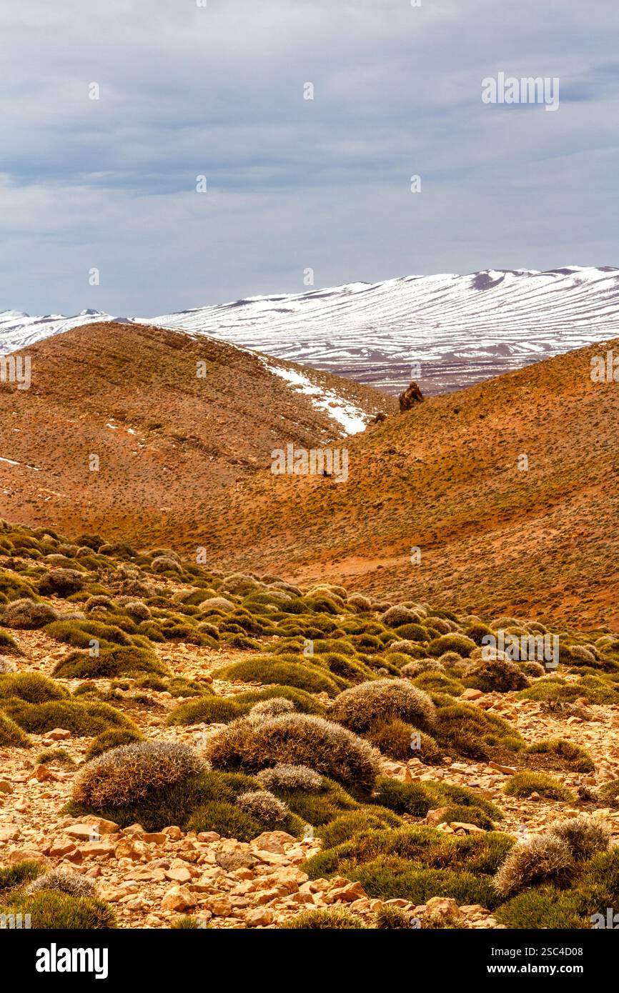Thorny astragalus hi-res stock photography and images - Alamy