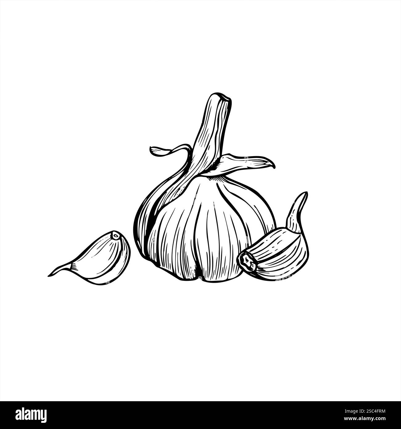 Garlic dried Stock Vector Images - Alamy