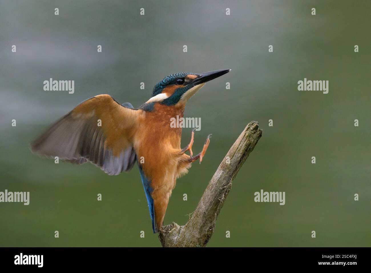 A male common kingfisher (Alcedo atthis) flies back to its perch after ...