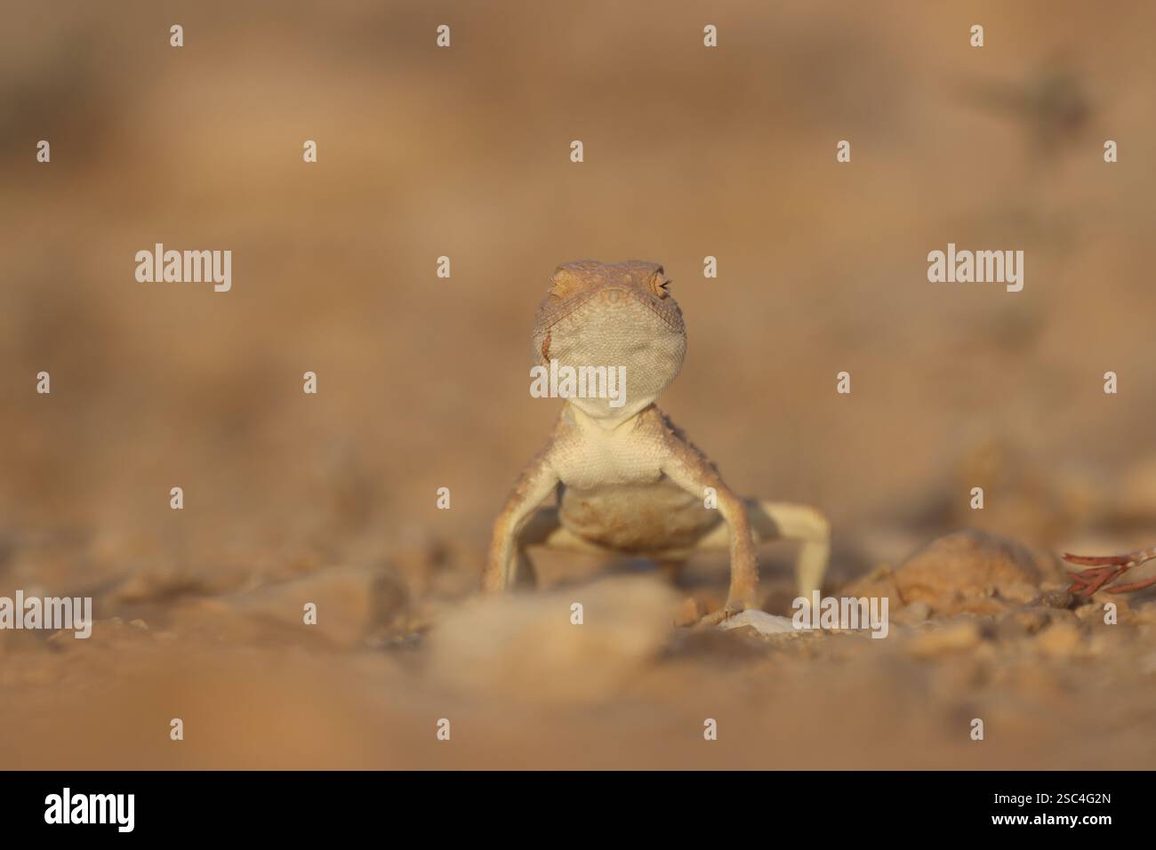 North Arabian plain Agama from Saudi Arabia Stock Photo - Alamy