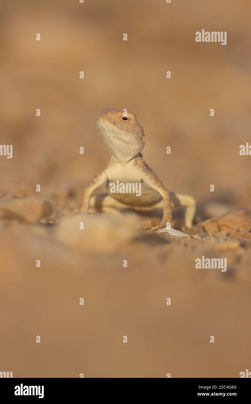 North Arabian plain Agama from Saudi Arabia Stock Photo - Alamy
