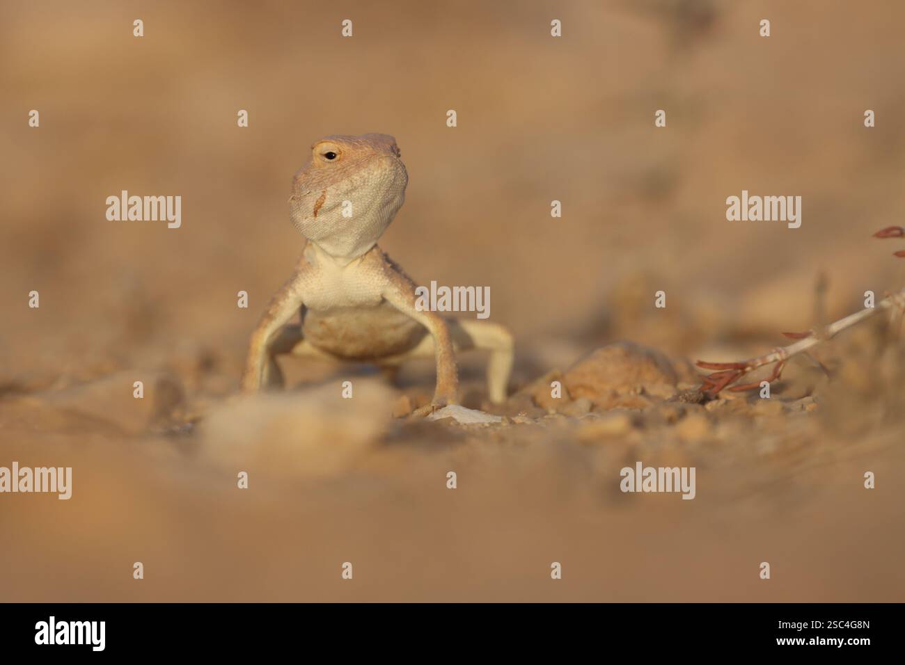 North Arabian plain Agama from Saudi Arabia Stock Photo - Alamy