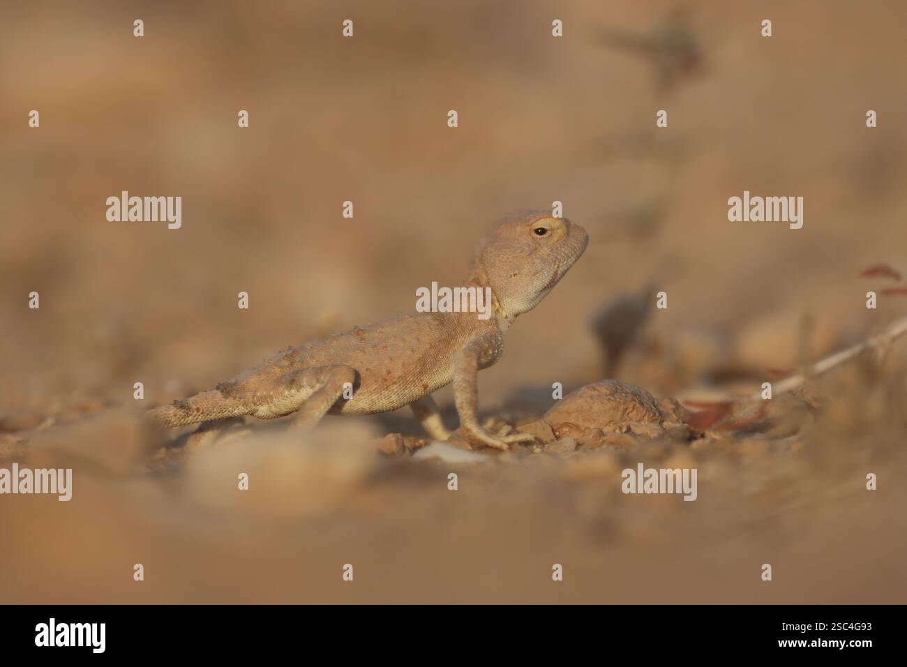 North Arabian plain Agama from Saudi Arabia Stock Photo - Alamy