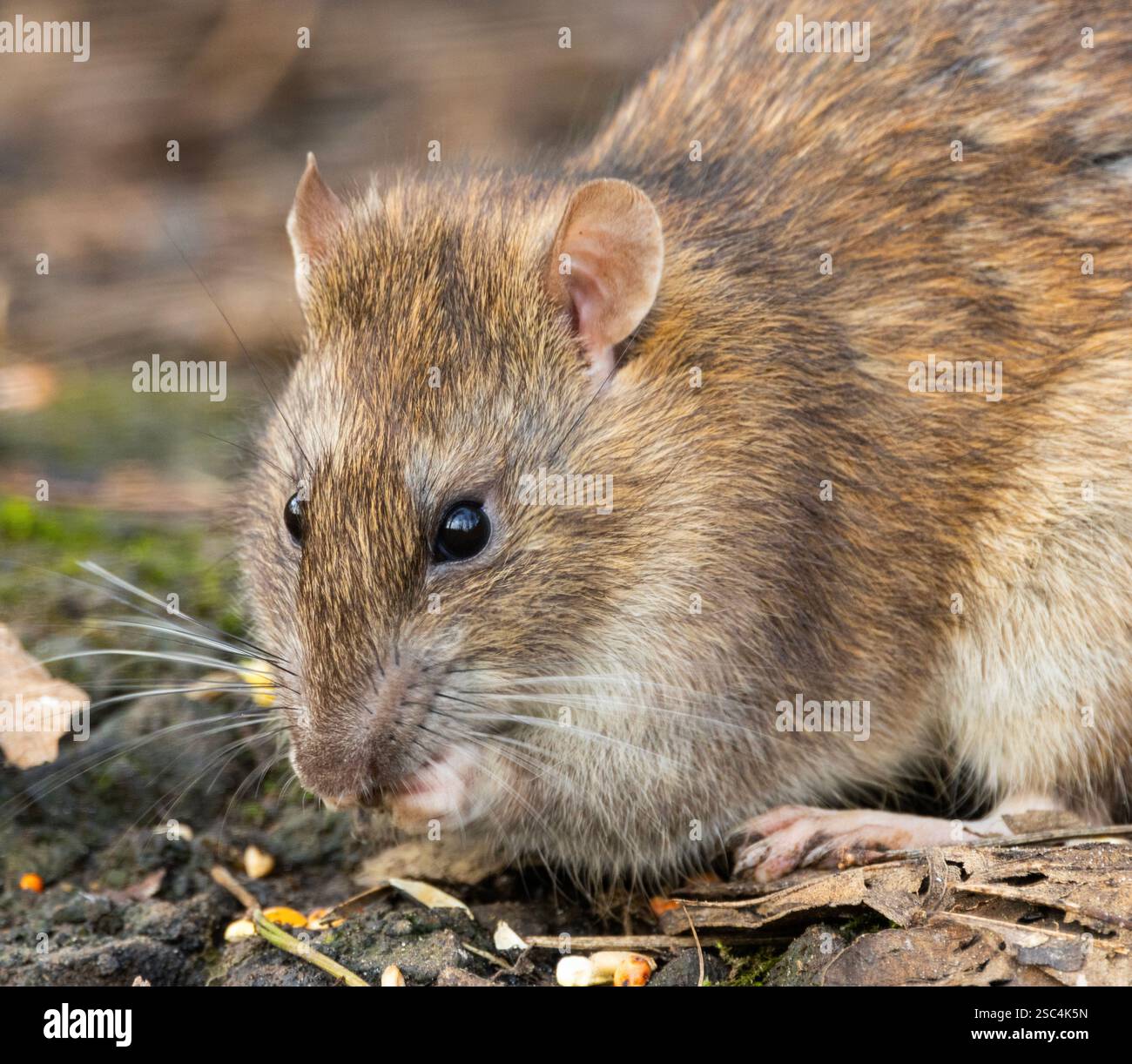 The Brown Rat originated in Northern China but has spread to all ...