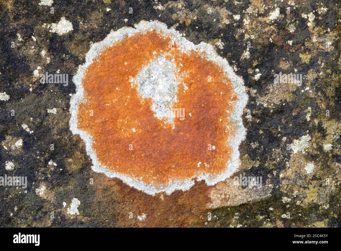 The Caloplaca ferruginea is a common crustose lichen that bonds tightly ...