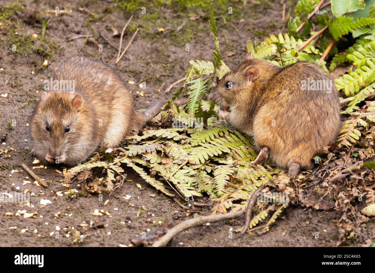 The Brown Rat originated in Northern China but has spread to all ...