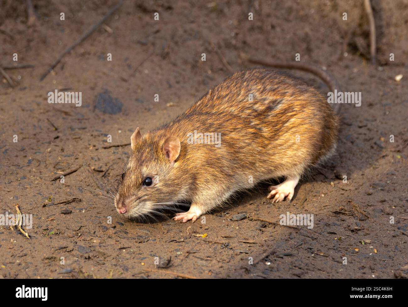 The Brown Rat originated in Northern China but has spread to all ...