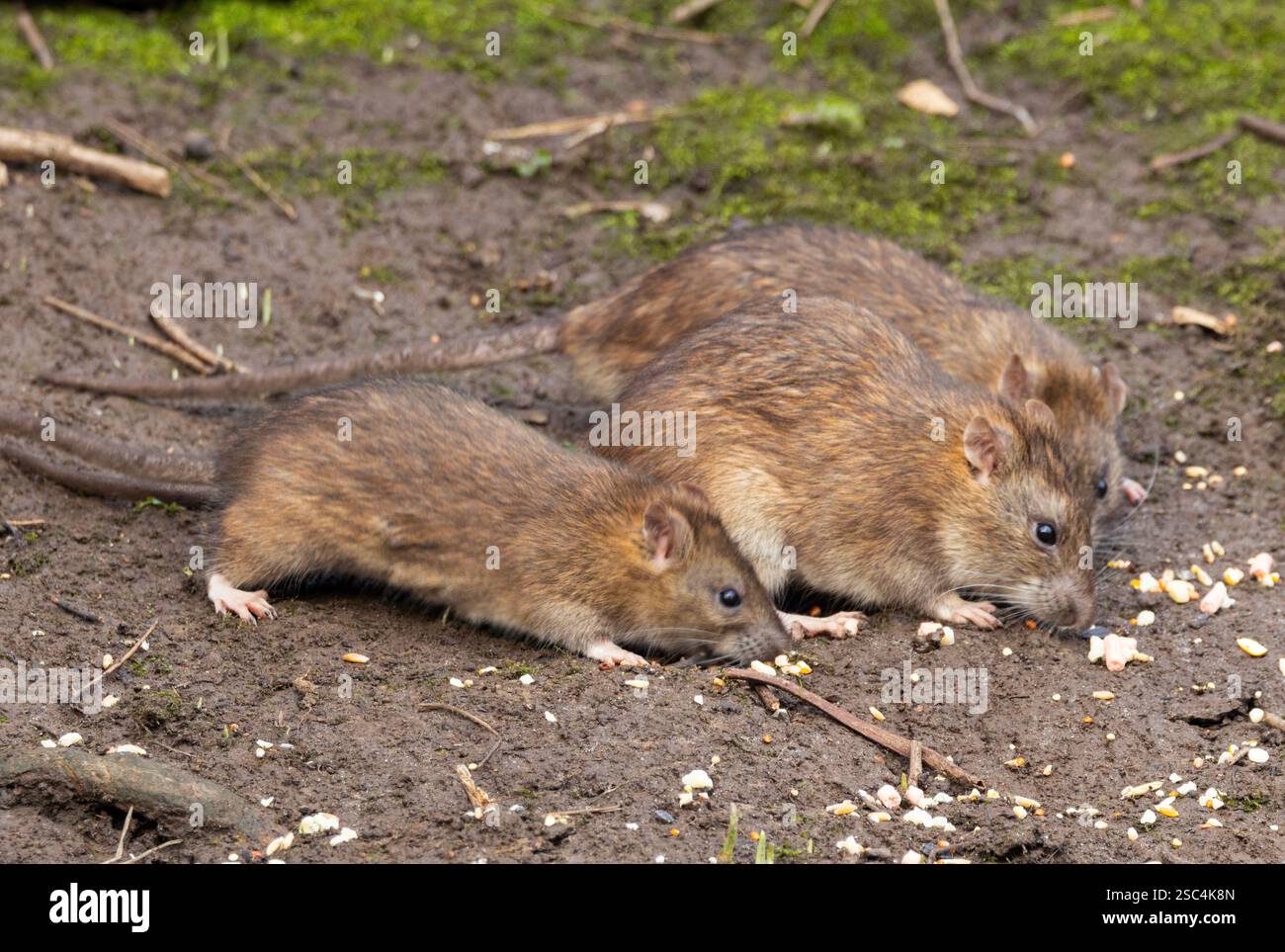 The Brown Rat originated in Northern China but has spread to all ...
